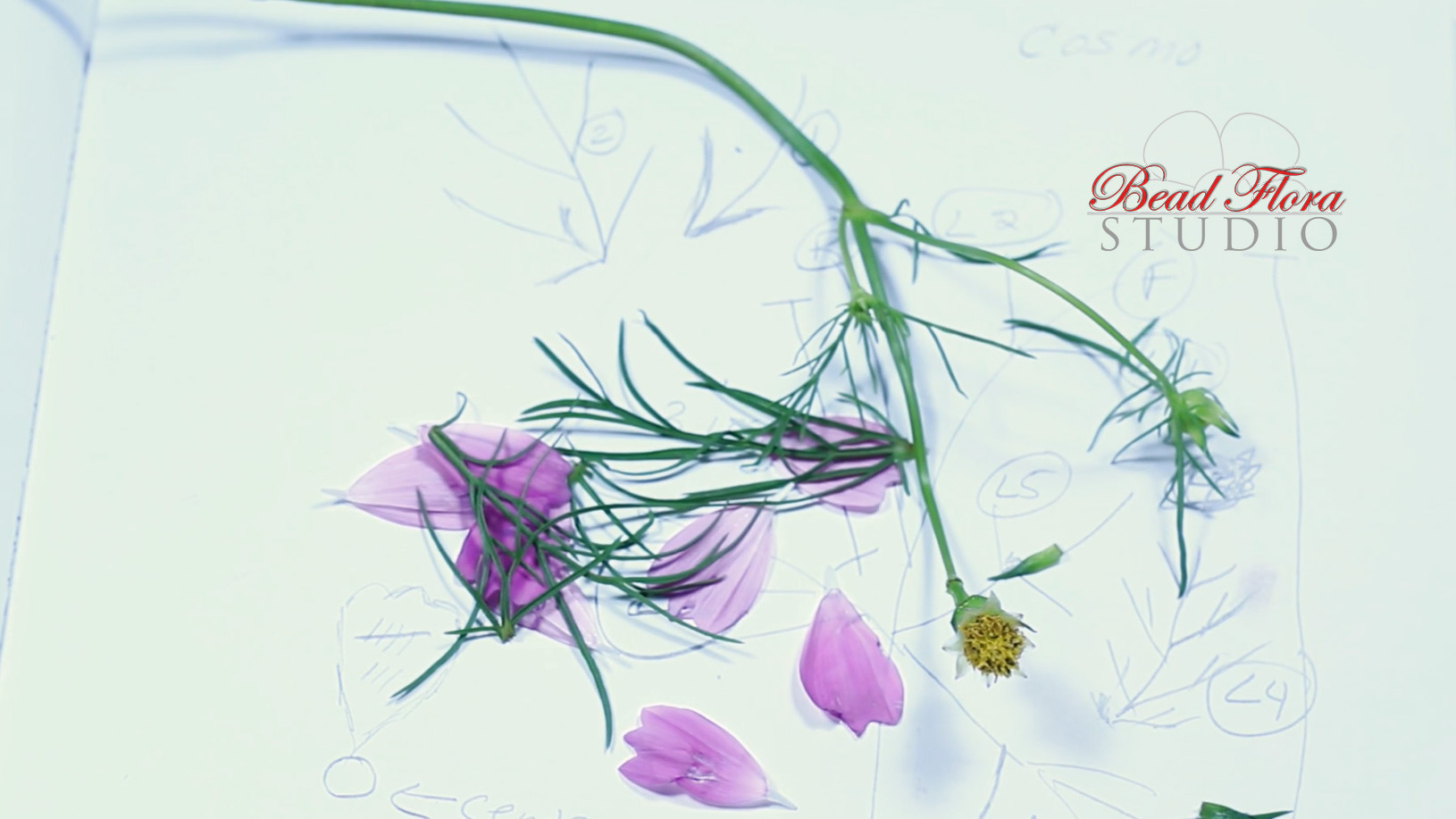 Cosmo flower study: translating from real flower to beaded flower ...